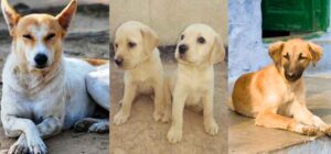 Top 10 Indian dog breeds and their Characteristics - PawFacts&Guide