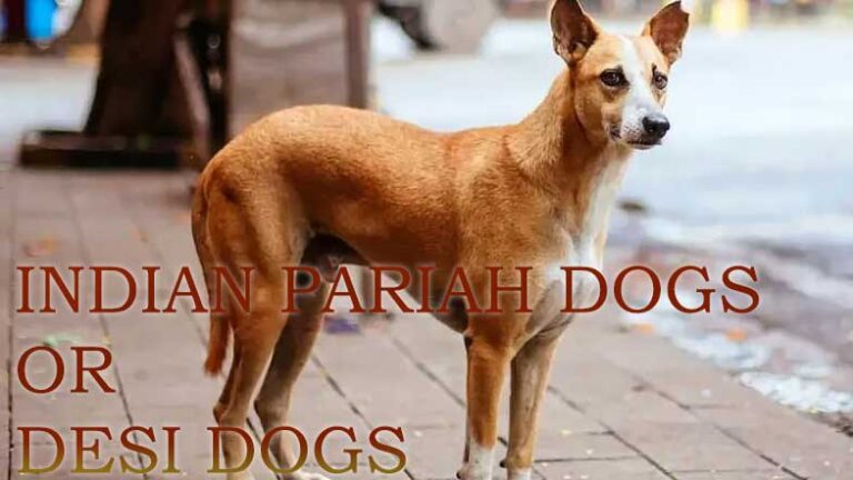 Indian pariah dogs Information: Everything You Need To Know - PawFacts ...