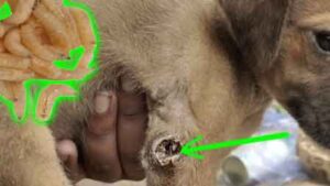 How to Treat a Dog Wound with Maggots - PawFacts&Guide