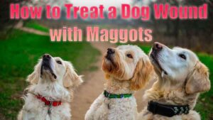 How to Treat a Dog Wound with Maggots - PawFacts&Guide