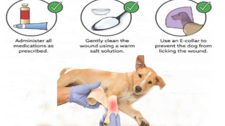 How to Treat a Dog Wound with Maggots - PawFacts&Guide
